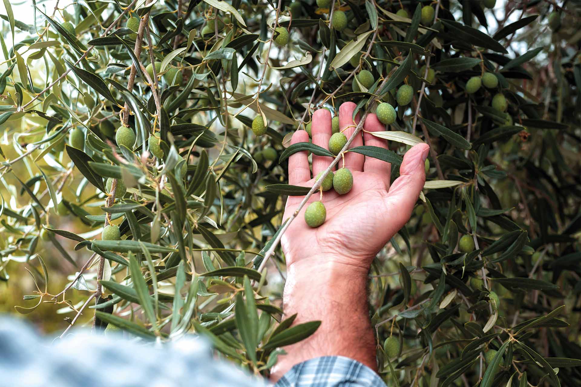 Die Olive: Von der Blüte bis zur Ernte | ATOLIVIA